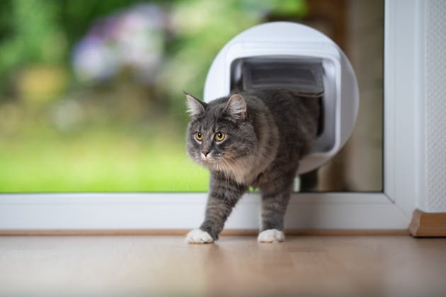 Where is the best place to install a cat flap? | A Guide